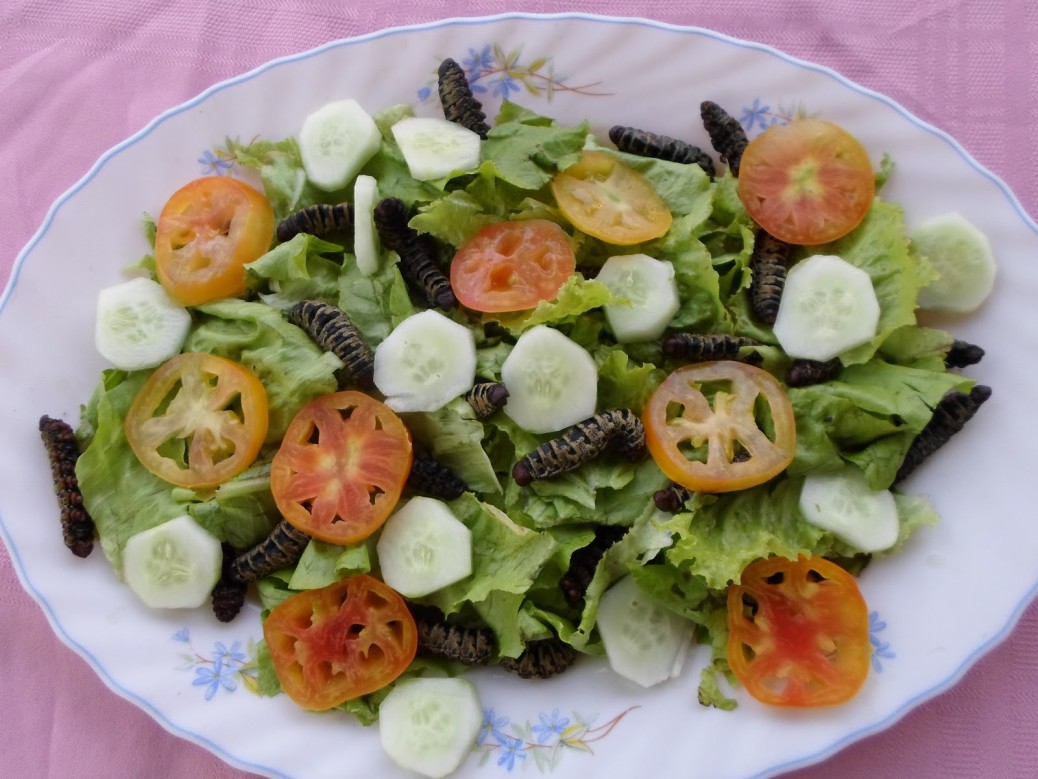 Salade de Chitoumou (chenilles) burkinabé Nofi Media