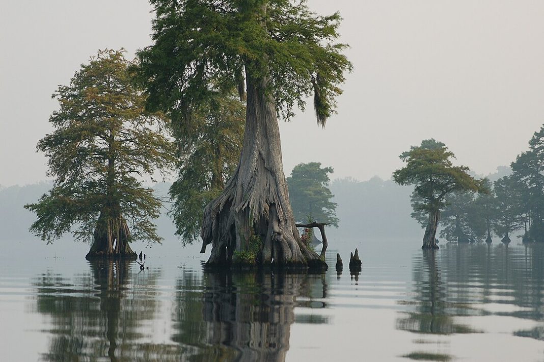 The Maroons of the Great Dismal Swamp, or freedom at the heart of the ...